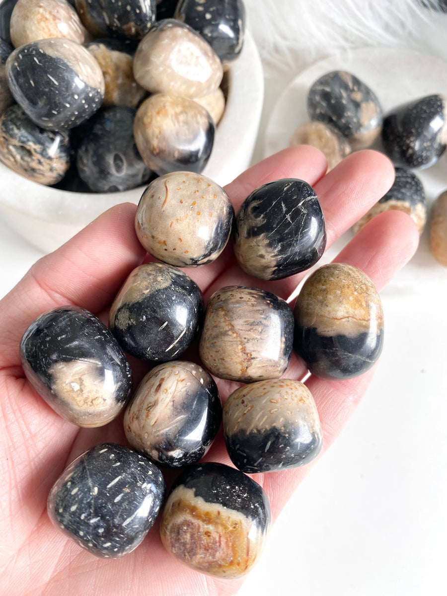 Palm Root Fossil Tumbled – GURU CRYSTALS